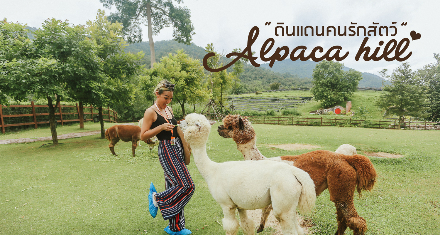 Alpaca Hill ดินแดนคนรักสัตว์ สวนผึ้ง, ราชบุรี - Makalius.co.th